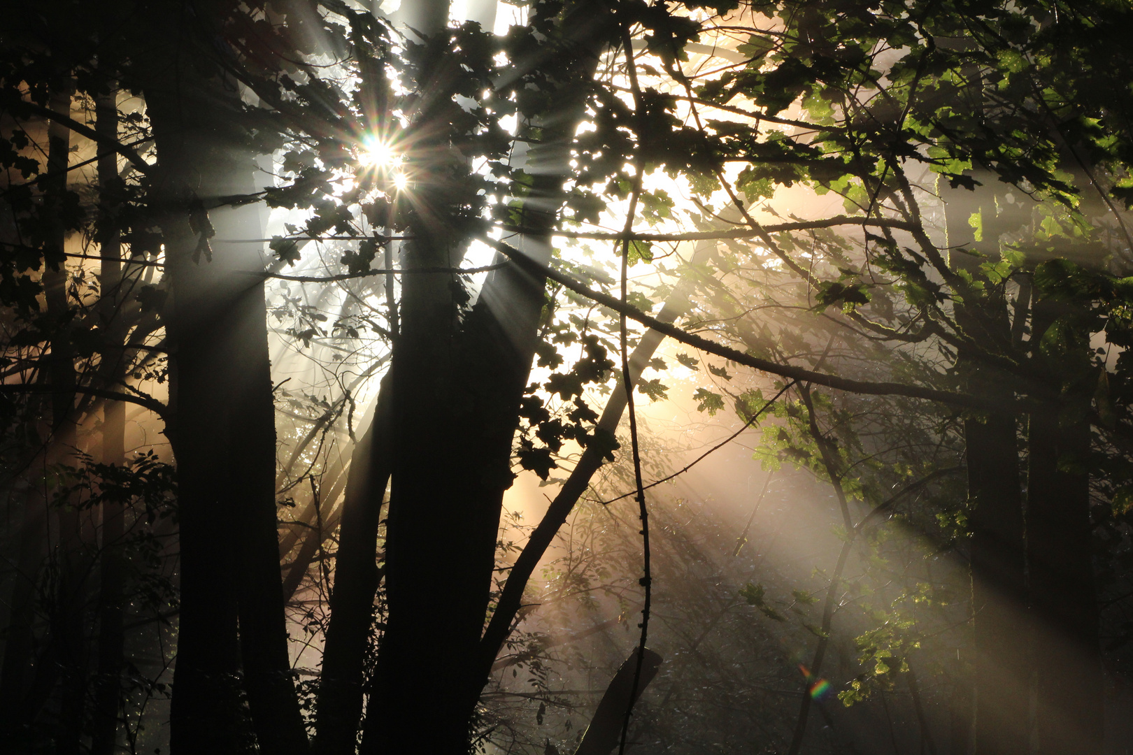 Neugebauer, Patrick, Nebel Foto & Bild | jahreszeiten, herbst, fotos ...