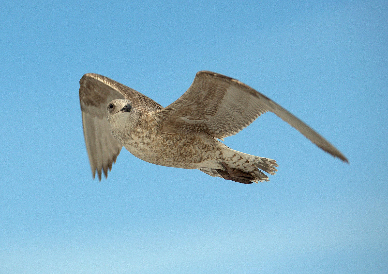 Neugier Foto & Bild | möwen, natur, tiere Bilder auf fotocommunity