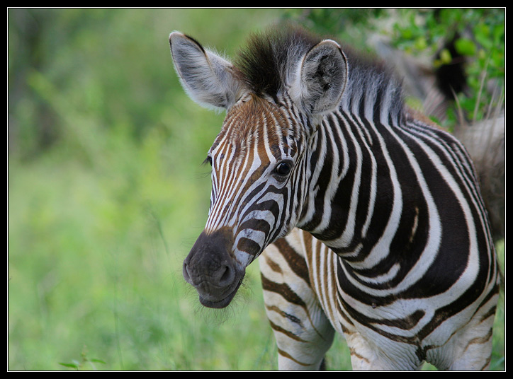 Neugier ... Foto & Bild | tiere, wildlife, säugetiere Bilder auf ...