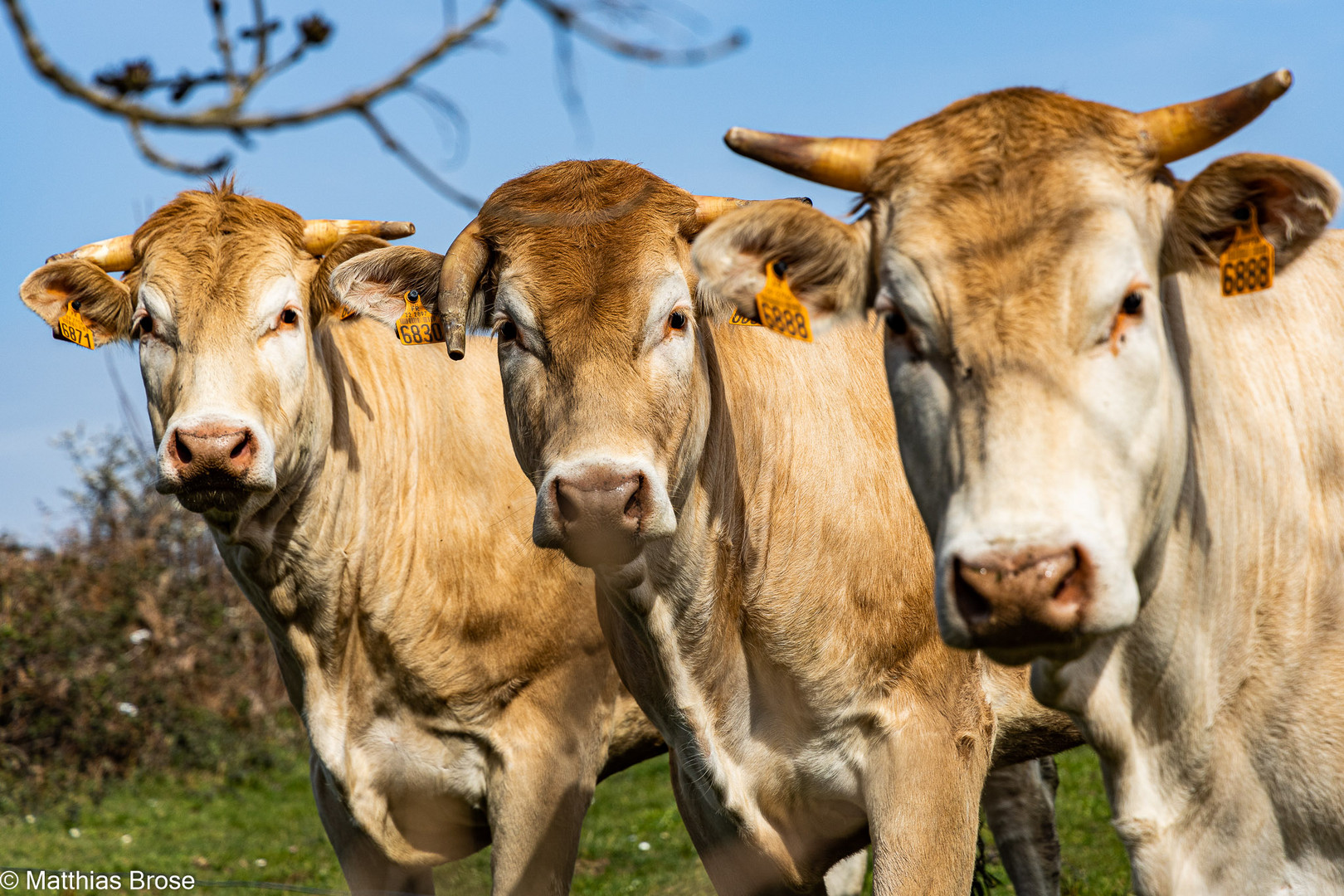 Neugier! Foto & Bild | natur, kuh, tiere Bilder auf fotocommunity