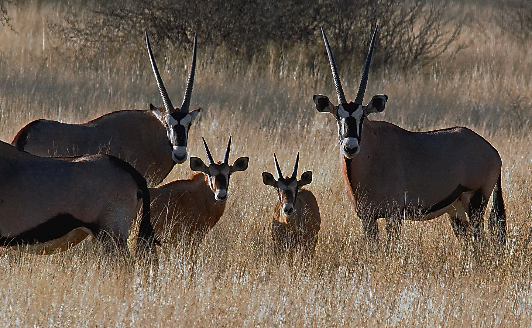 Neugier Foto & Bild | africa, southern africa, south africa Bilder auf ...