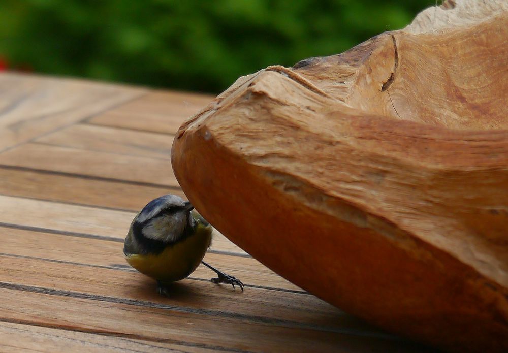 Neugier Foto & Bild | spezial, natur, tiere Bilder auf fotocommunity