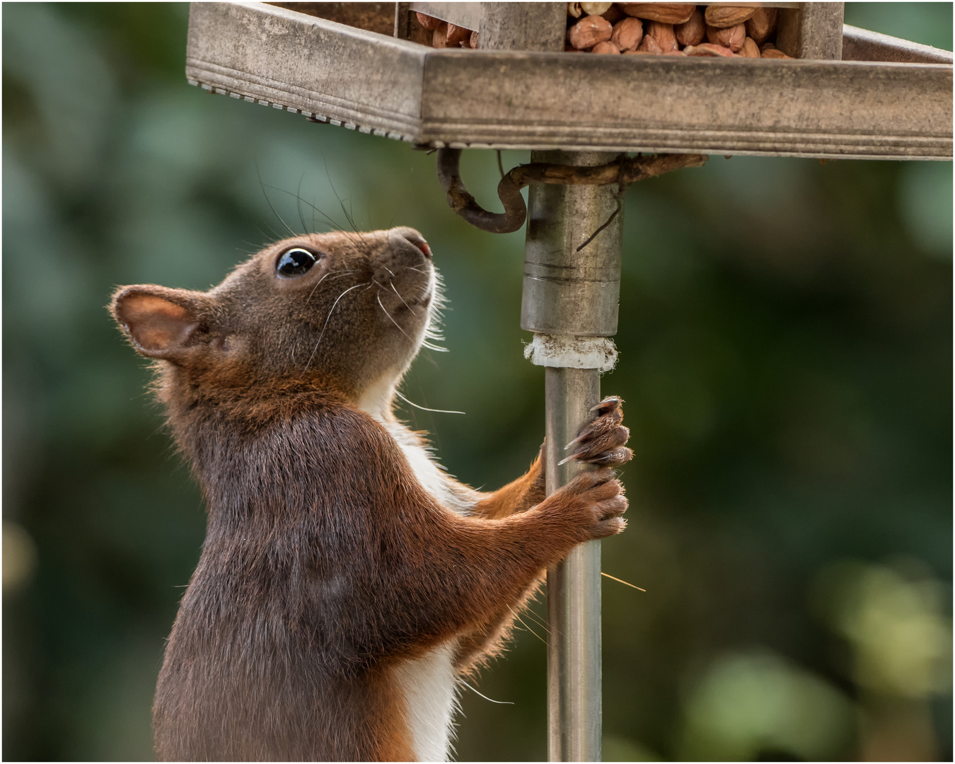 Neugier ..... Foto & Bild | tiere, wildlife, säugetiere Bilder auf ...