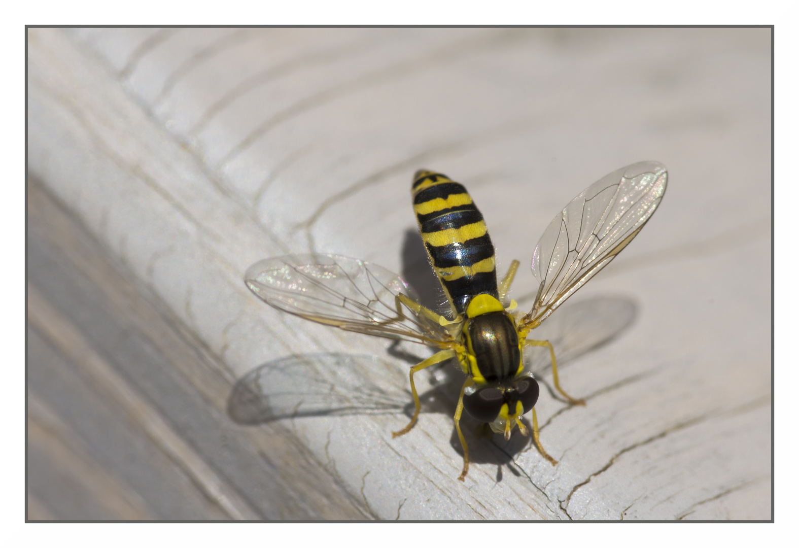 Neugier Foto & Bild | tiere, wildlife, insekten Bilder auf fotocommunity