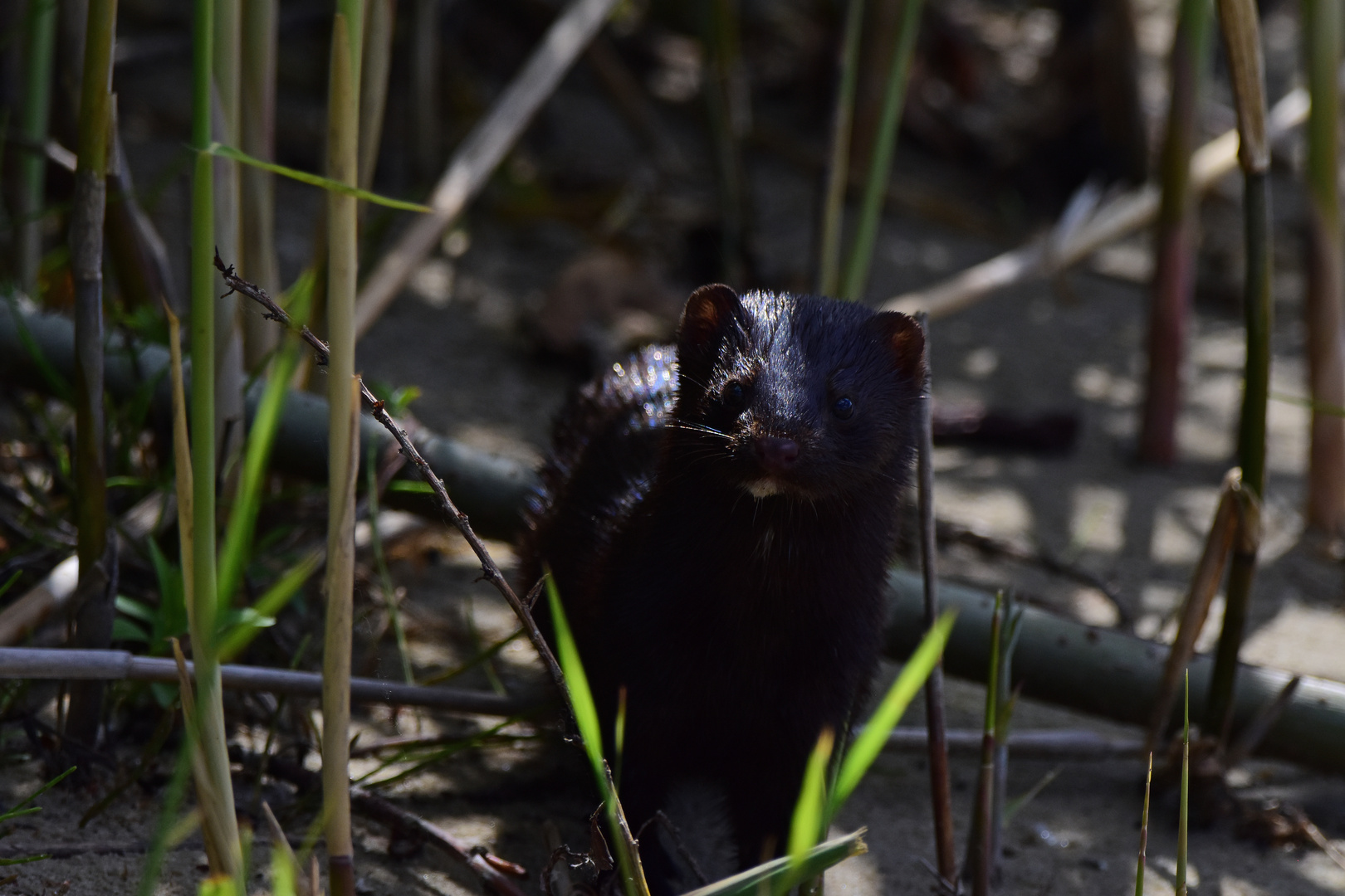 Neugier Foto & Bild | tiere, wildlife, säugetiere Bilder auf fotocommunity