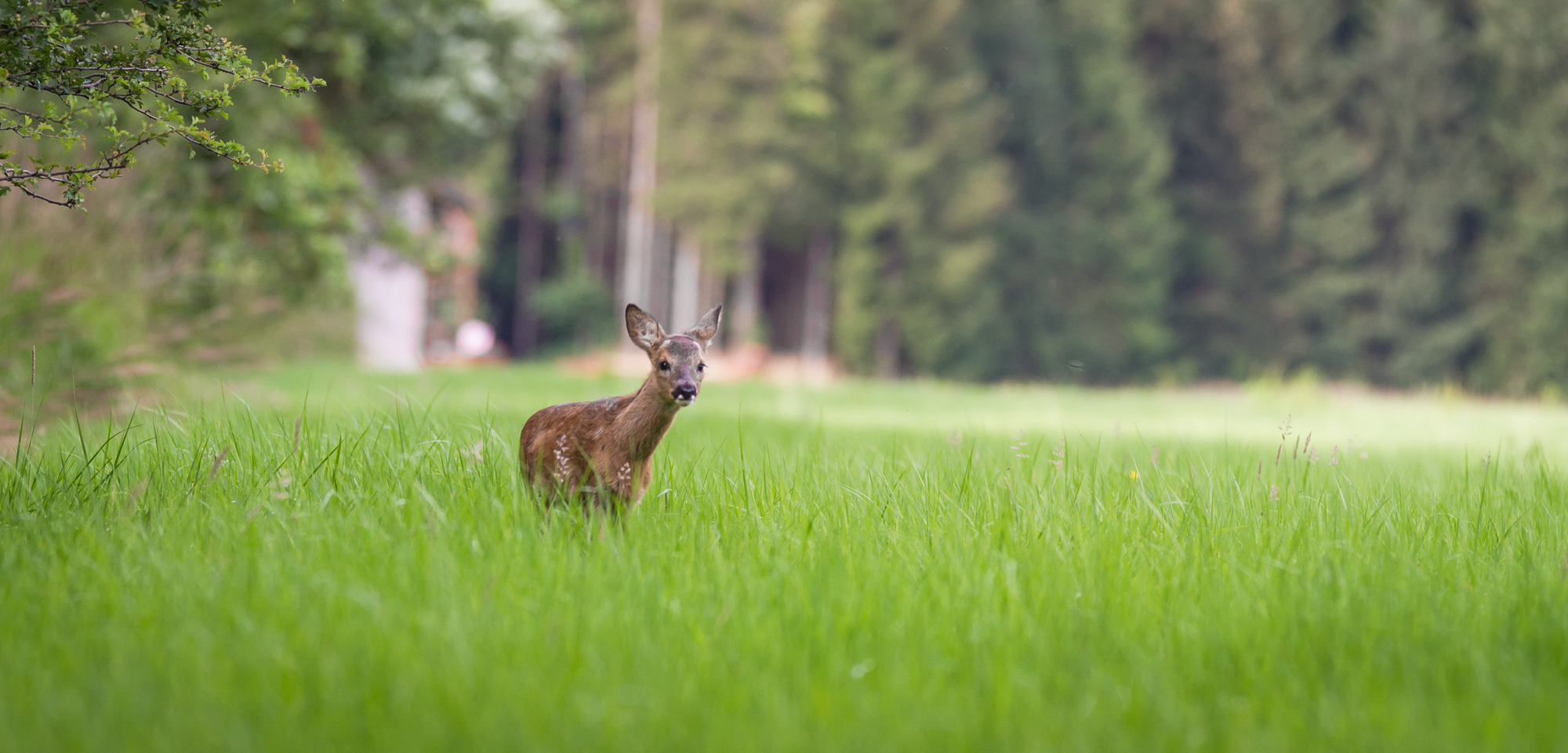 Neugier Foto & Bild | tiere, tierkinder, wald Bilder auf fotocommunity