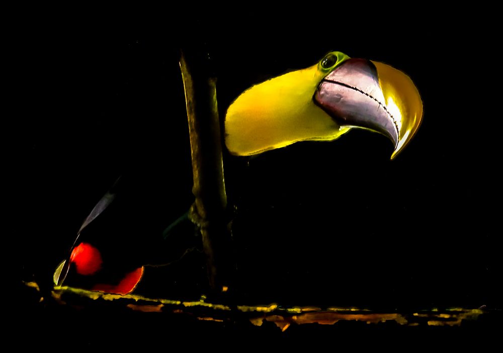 Neugier Foto & Bild | tiere, wildlife, wild lebende vögel Bilder auf ...