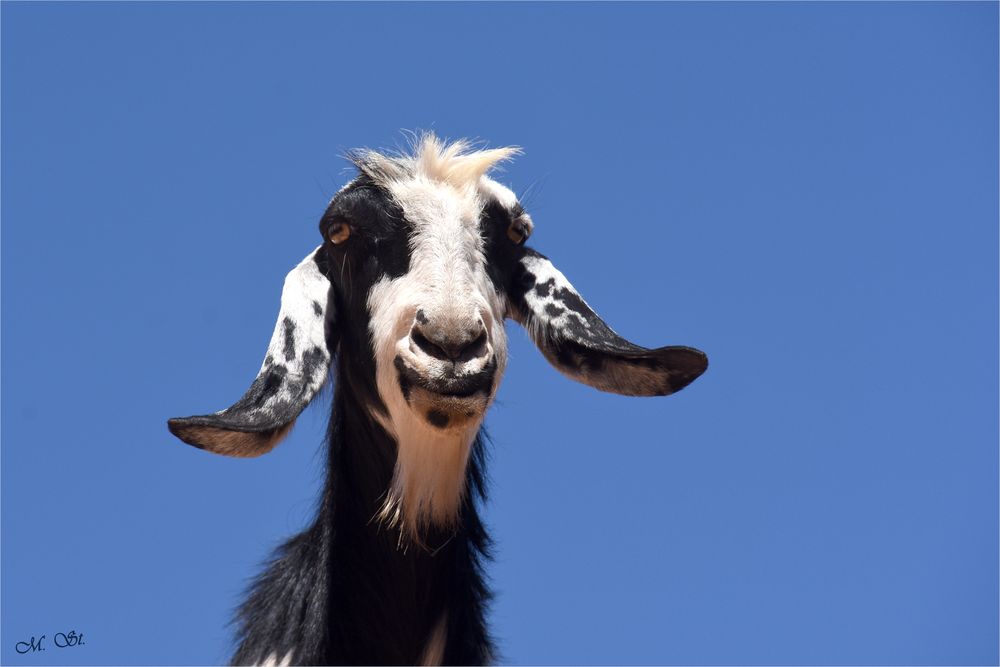 Neugier Foto & Bild | asia, middle east, tiere Bilder auf fotocommunity