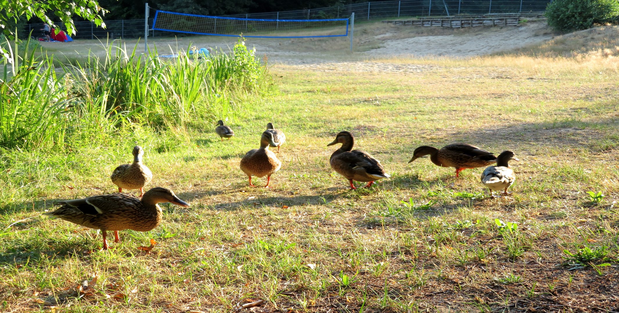 Neugier ... Foto & Bild | dokumentation, landschaften, sommer Bilder ...