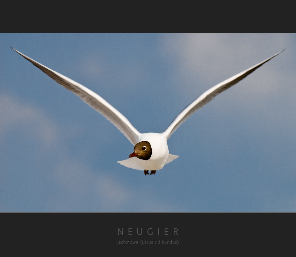 NEUGIER Foto & Bild | tiere, wildlife, wild lebende vögel Bilder auf ...