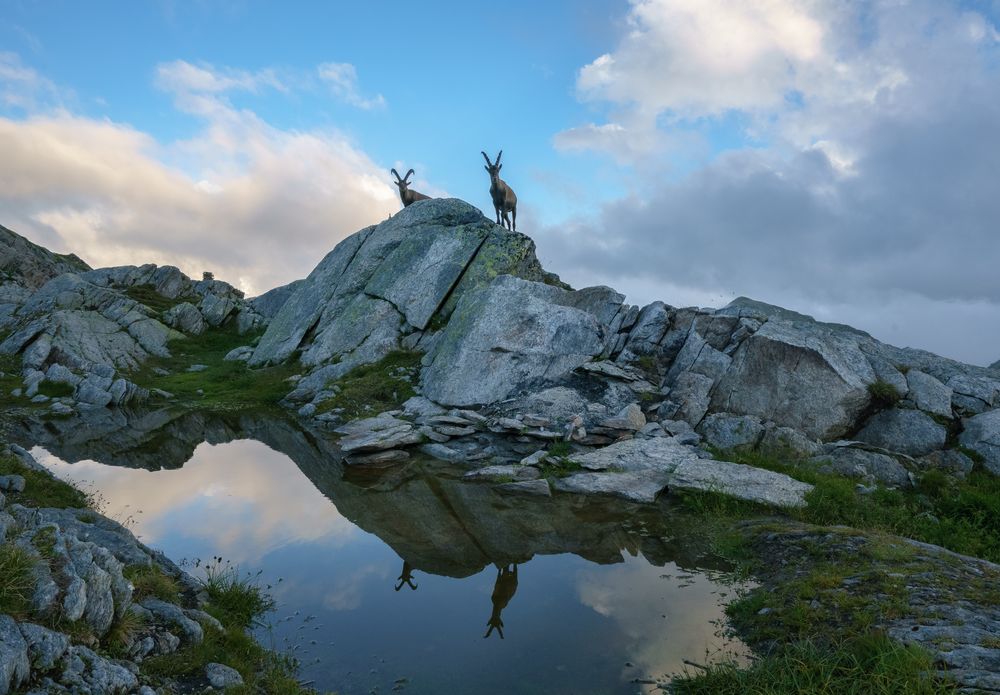 Neugier... Foto & Bild | europe, tiere, wildlife Bilder auf fotocommunity