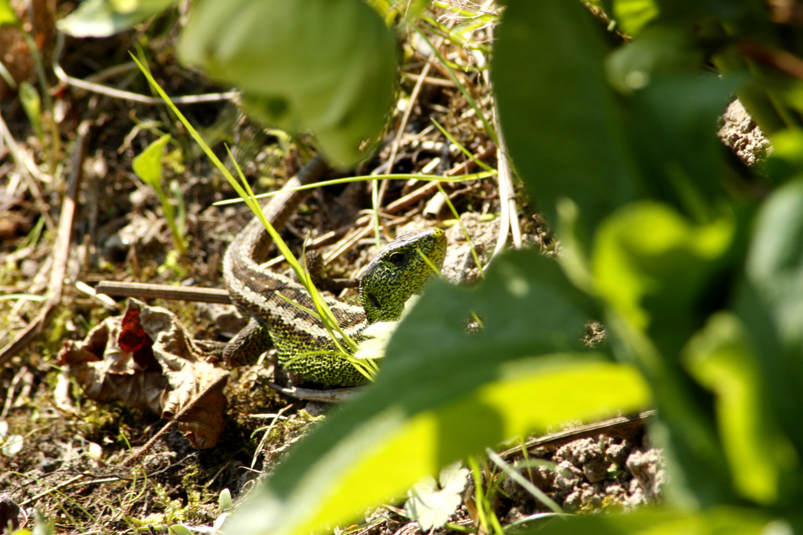 NEUGIER ! Foto & Bild | tiere, wildlife, wildlife: sonstige tiere ...