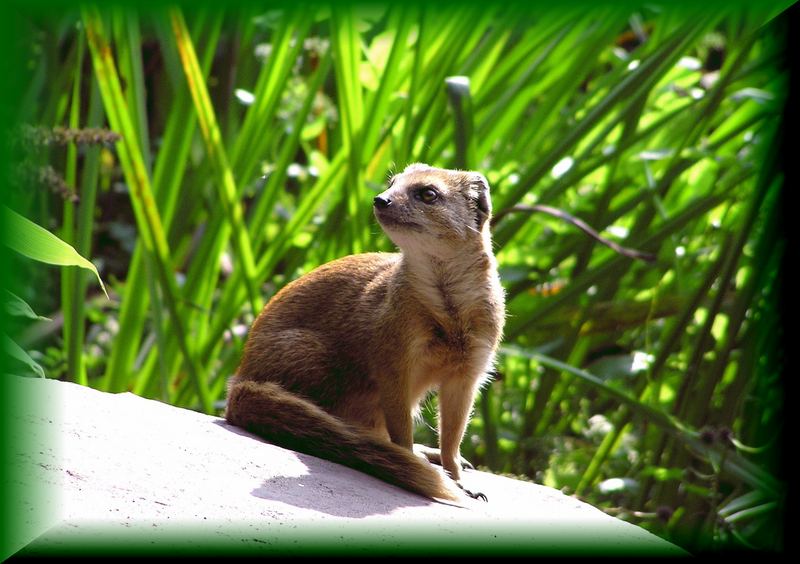 Neugier... Foto & Bild | tiere, zoo, wildpark & falknerei, natur Bilder ...