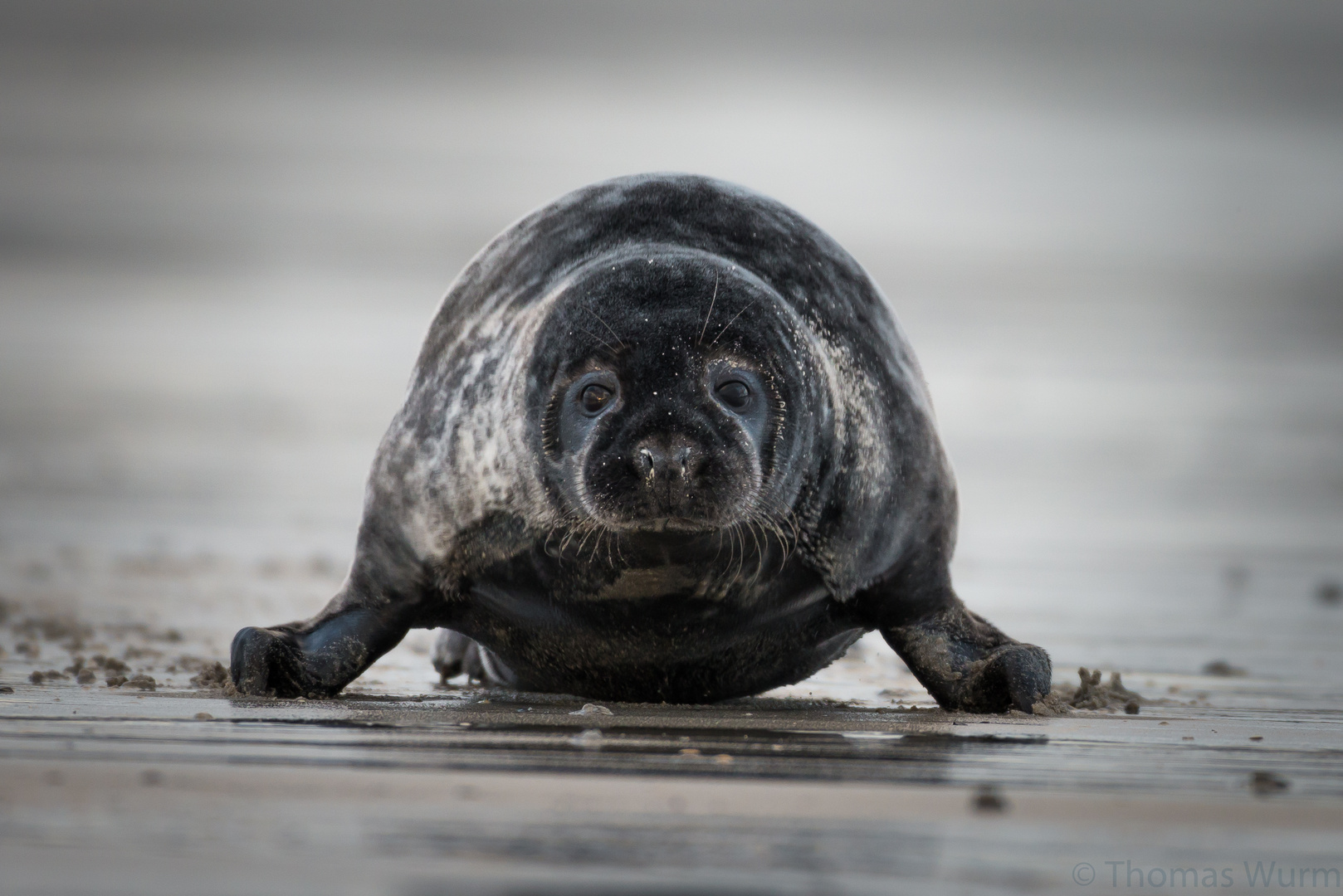 Neugier Foto & Bild | tiere, wildlife, säugetiere Bilder auf fotocommunity