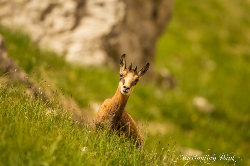 Neugier Foto & Bild | tiere, wildlife, natur Bilder auf fotocommunity