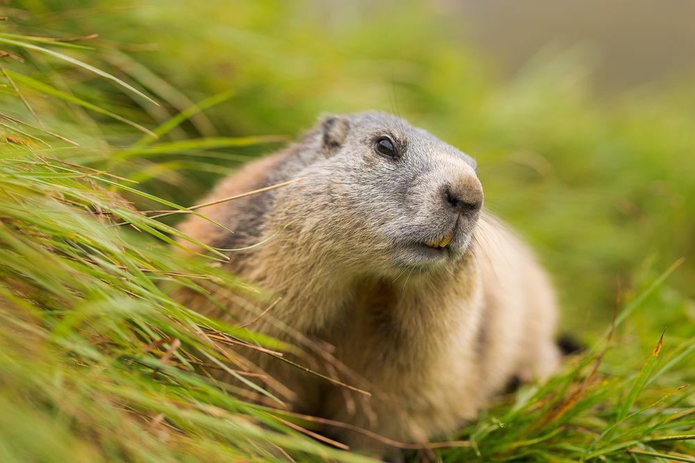 Neugier Foto & Bild | tiere, wildlife, säugetiere Bilder auf fotocommunity