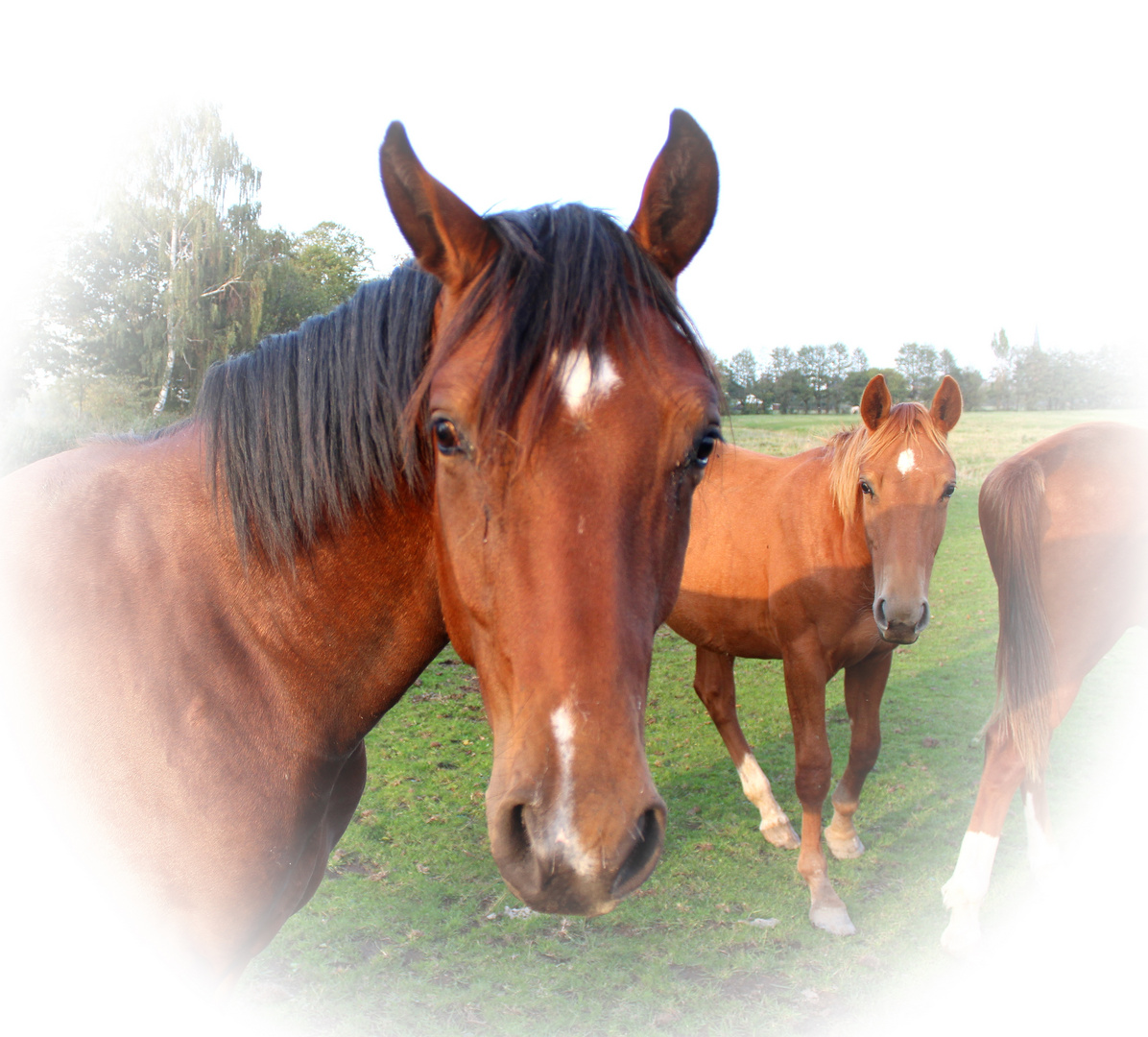 Neugier ... Foto & Bild | spezial, natur, landschaft Bilder auf ...