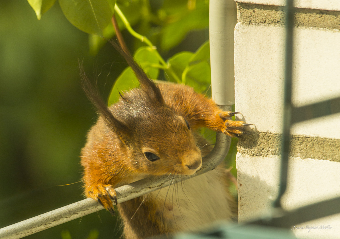 Neugier Foto & Bild | tiere, wildlife, säugetiere Bilder auf fotocommunity