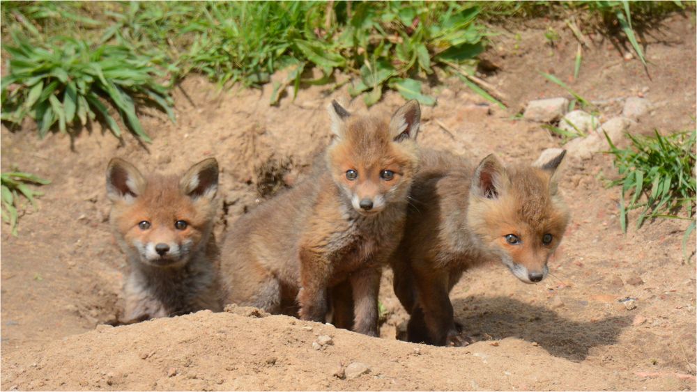 Neugier ... Foto & Bild | world, natur, tiere Bilder auf fotocommunity