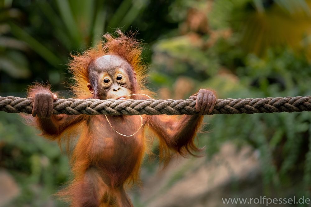 Neugier Foto & Bild | deutschland, europe, mecklenburg- vorpommern ...