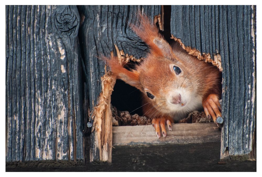 NEUGIER Foto & Bild | tiere, wildlife, säugetiere Bilder auf fotocommunity