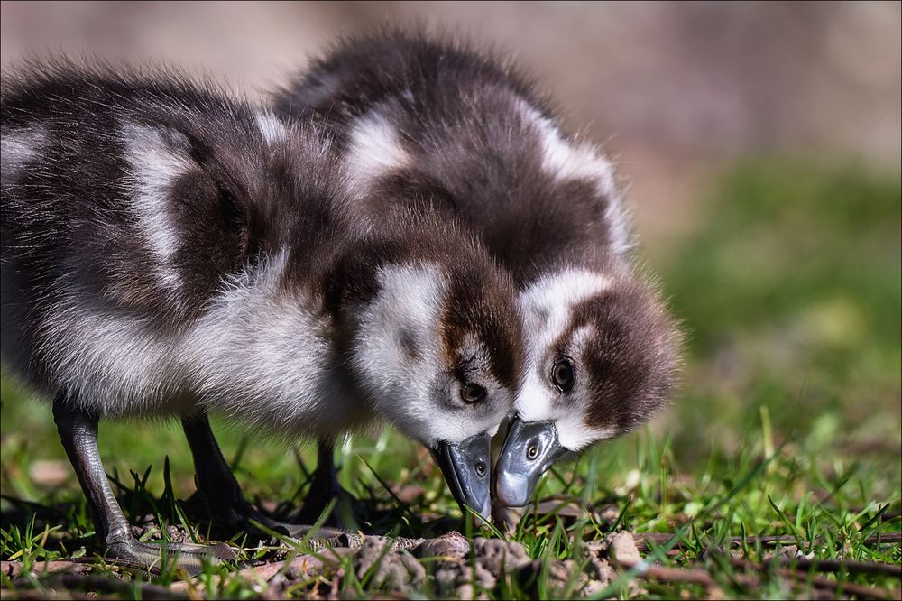 Neugier Foto & Bild | tiere, wildlife, wild lebende vögel Bilder auf ...