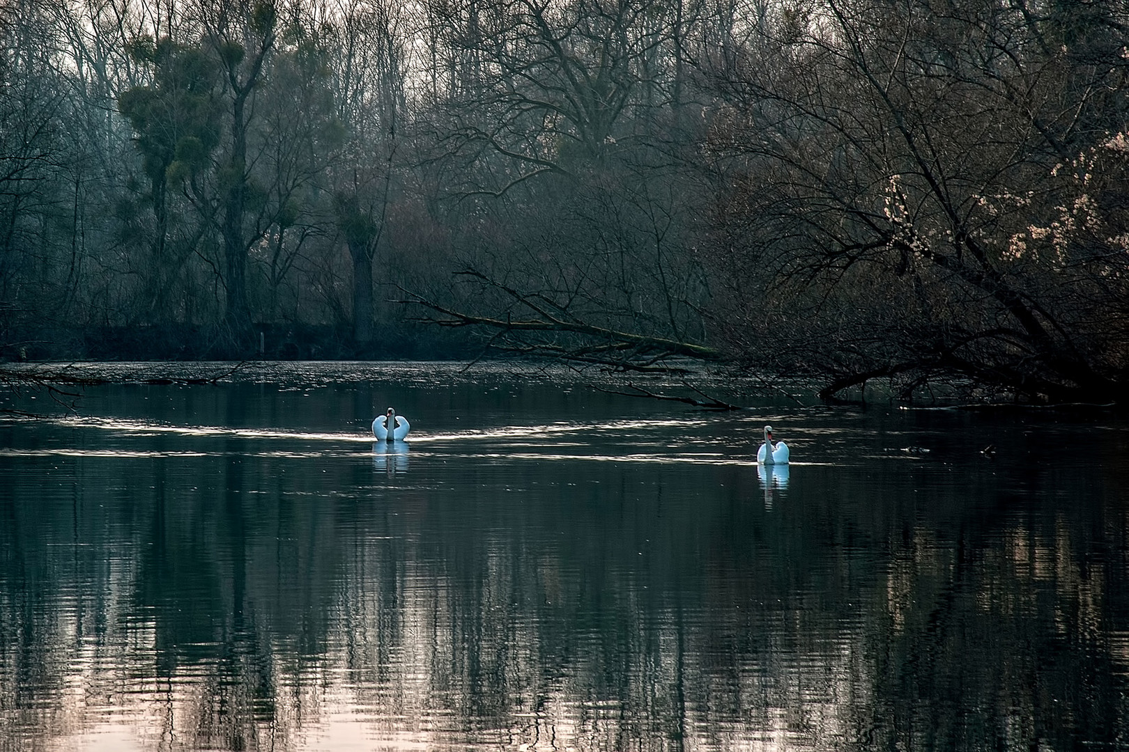 Neugier Foto & Bild | natur, see, landschaft Bilder auf fotocommunity