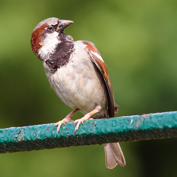 Neugier Foto & Bild | tiere, zoo, wildpark & falknerei, vögel Bilder ...