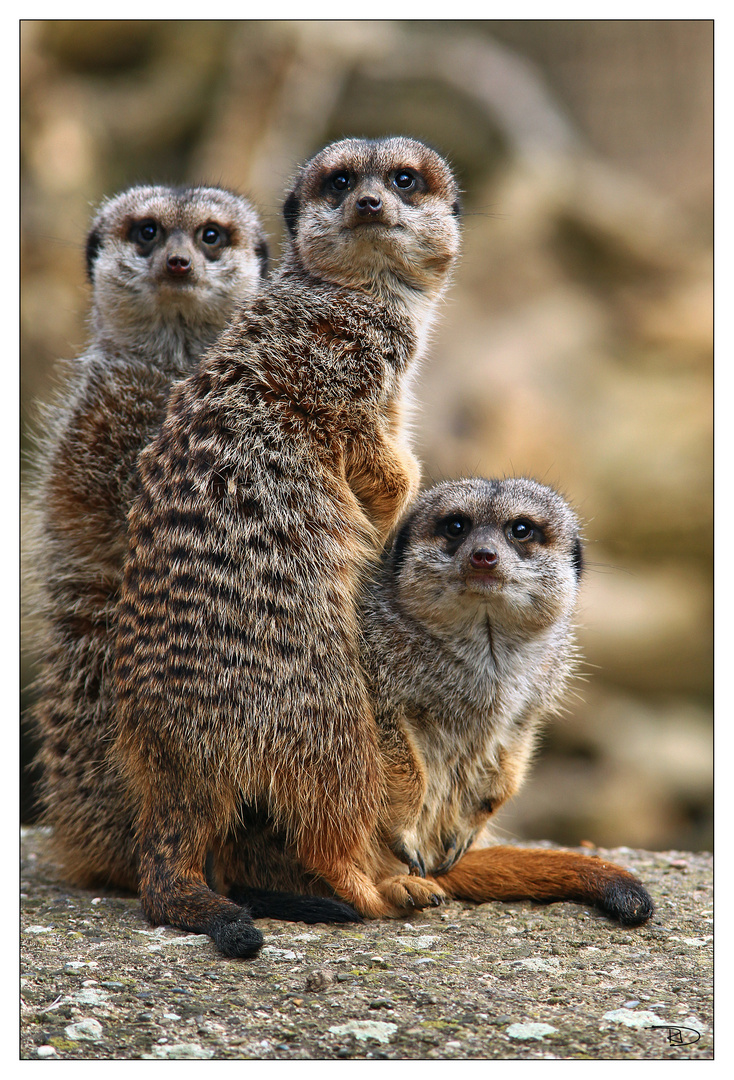 Neugier hoch drei Foto & Bild | tiere, zoo, wildpark & falknerei ...