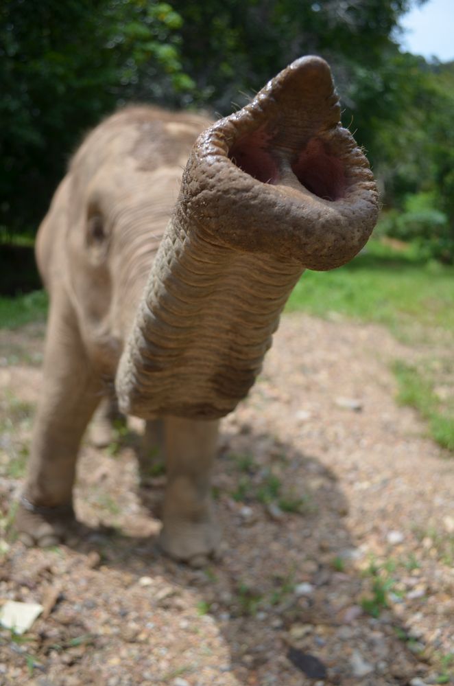 Neugierde Foto & Bild | tiere, wildlife, säugetiere Bilder auf ...