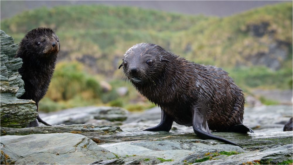 Neugierde Foto & Bild | tiere, wildlife, säugetiere Bilder auf ...