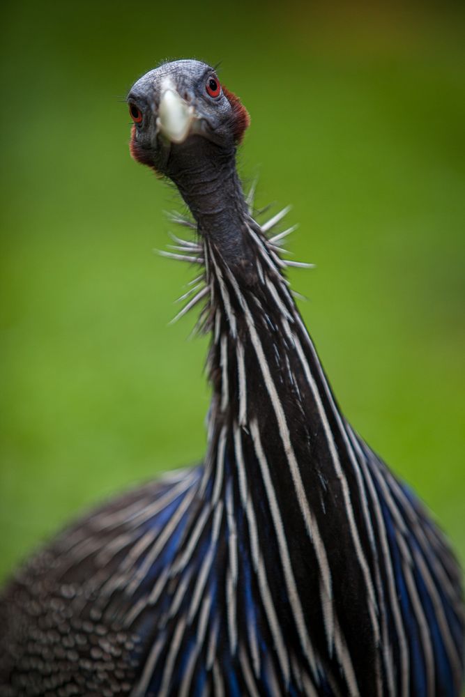 Neugierde Foto & Bild | tiere, vögel, wildpark Bilder auf fotocommunity