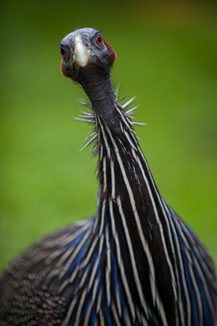 Neugierde Foto & Bild | tiere, vögel, wildpark Bilder auf fotocommunity