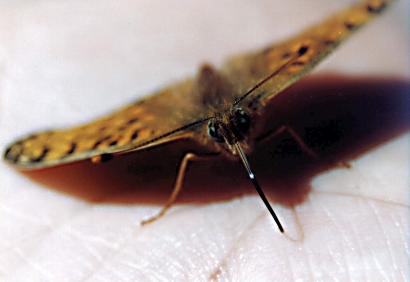 Neugierde Foto & Bild | nah- & makro, techniken, aufnahme-techniken ...