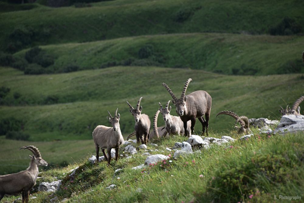 Neugierde Foto & Bild | tiere, fotos, natur Bilder auf fotocommunity
