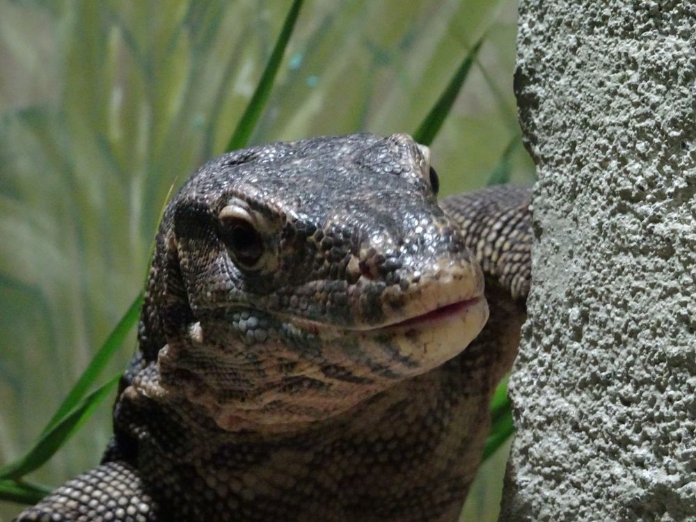 Neugierde Foto & Bild | natur, zoo, ruhe Bilder auf fotocommunity