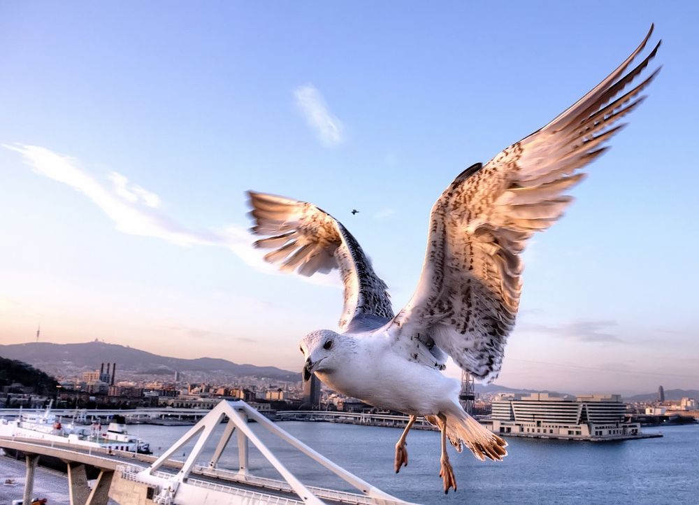 Neugierde Foto & Bild | möwen, natur, barcelona Bilder auf fotocommunity