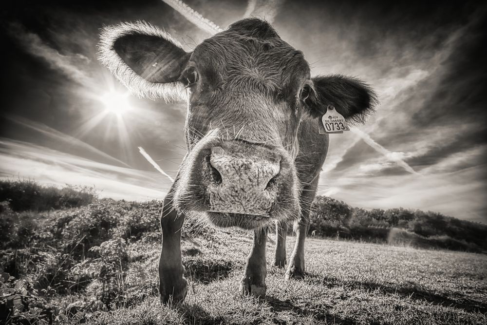 Neugierde der Kuh Foto & Bild | tiere, haustiere, nutztiere Bilder auf ...