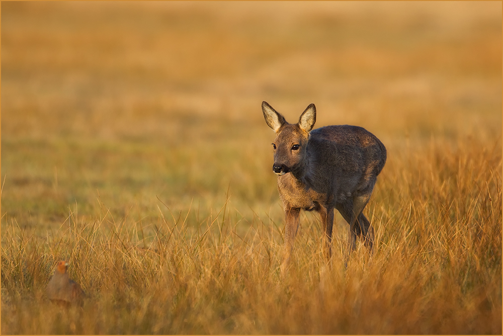 Neugierde und Entdeckerfreude :-) Foto & Bild | natur, tiere, wildlife ...