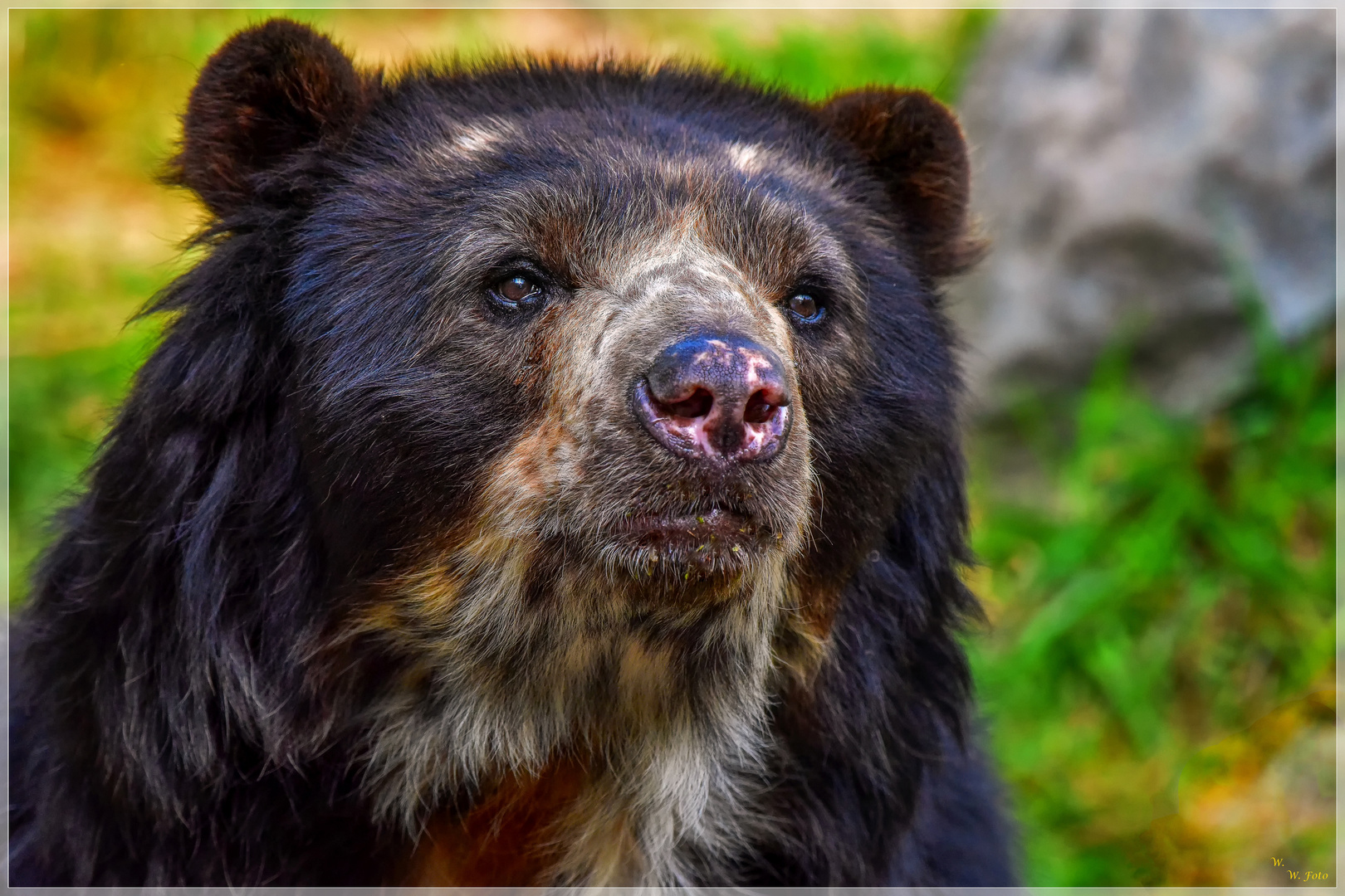 Neugierig Foto & Bild | zoo, tiere, deutschland Bilder auf fotocommunity