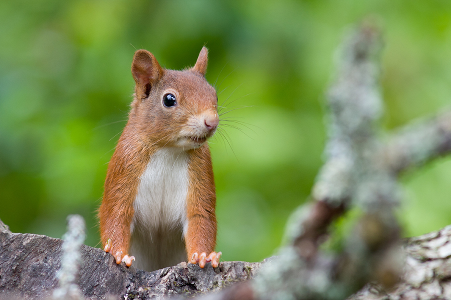 Neugierig Foto & Bild | tiere, wildlife, säugetiere Bilder auf ...