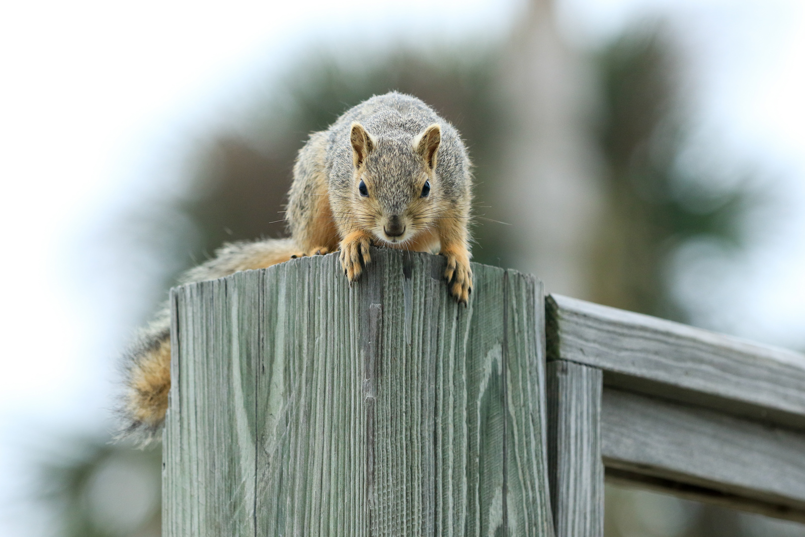 Neugierig Foto & Bild | tiere, wildlife, säugetiere Bilder auf ...