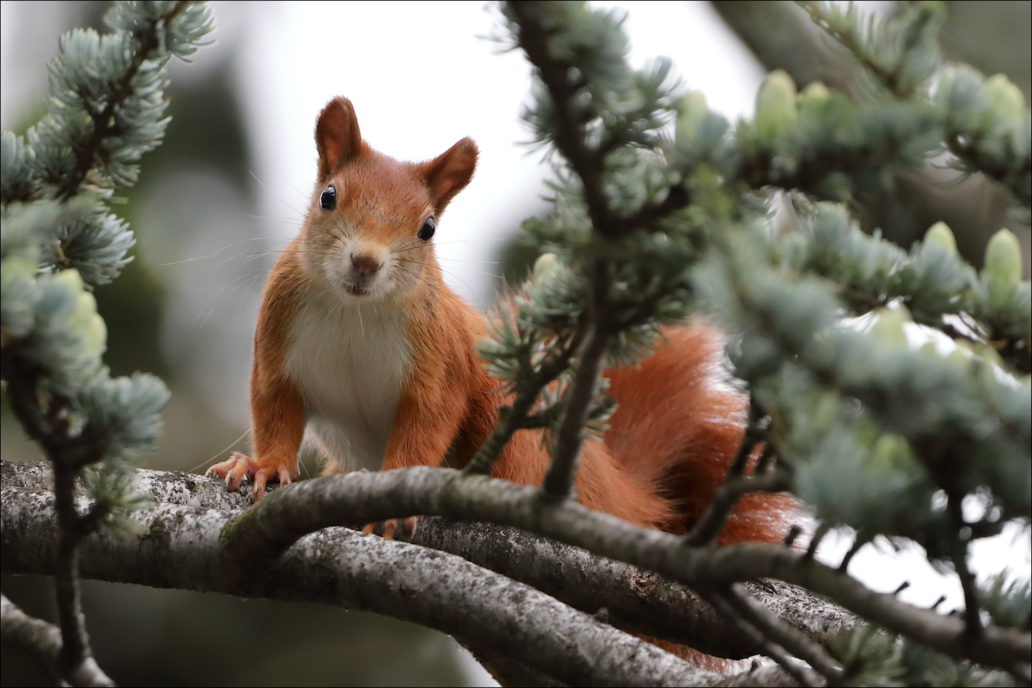 Neugierig Foto & Bild | eichhörnchen, natur, tiere Bilder auf fotocommunity