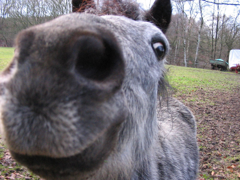 Neugierig Foto & Bild | tiere, haustiere, pferde, esel, maultiere ...