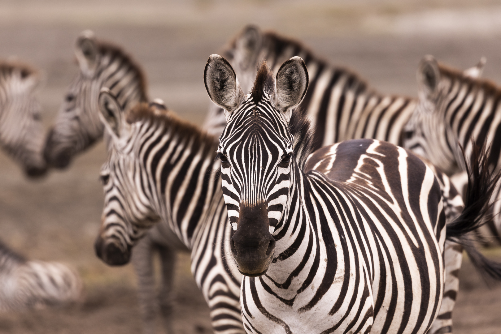 Neugierig... Foto & Bild | natur, reisen, pferde Bilder auf fotocommunity