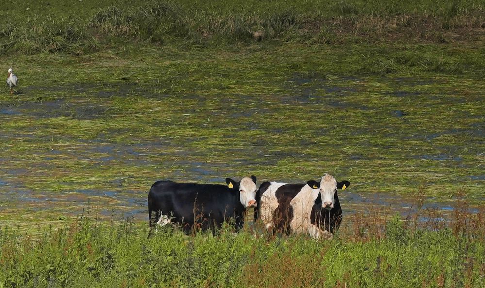 Neugierig (2) Foto & Bild | deutschland, europe, nordrhein- westfalen ...
