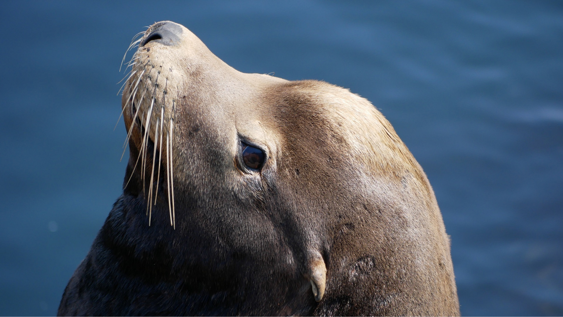 neugierig Foto & Bild | tiere, tierkinder, natur Bilder auf fotocommunity