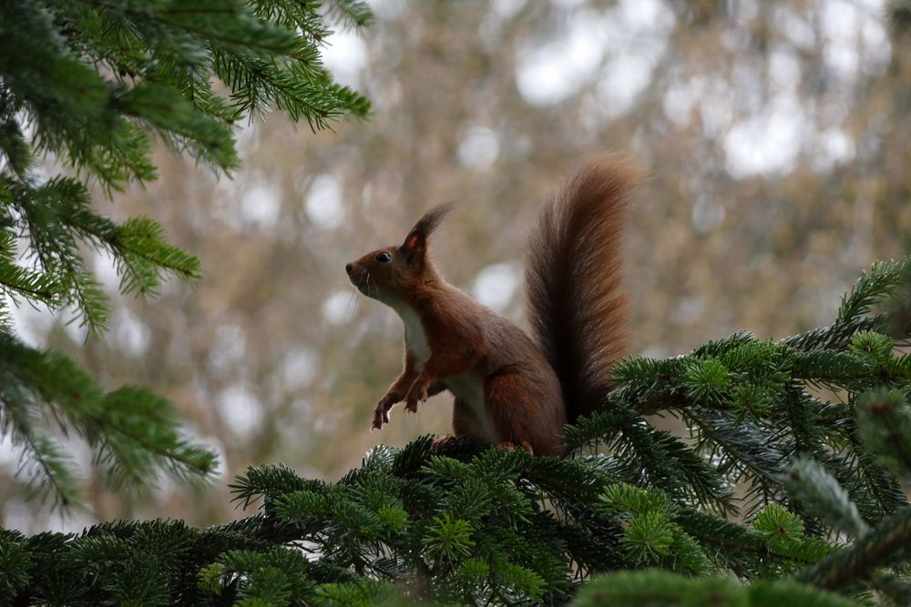 neugierig Foto & Bild | tiere, wildlife, wildlife: sonstige tiere ...