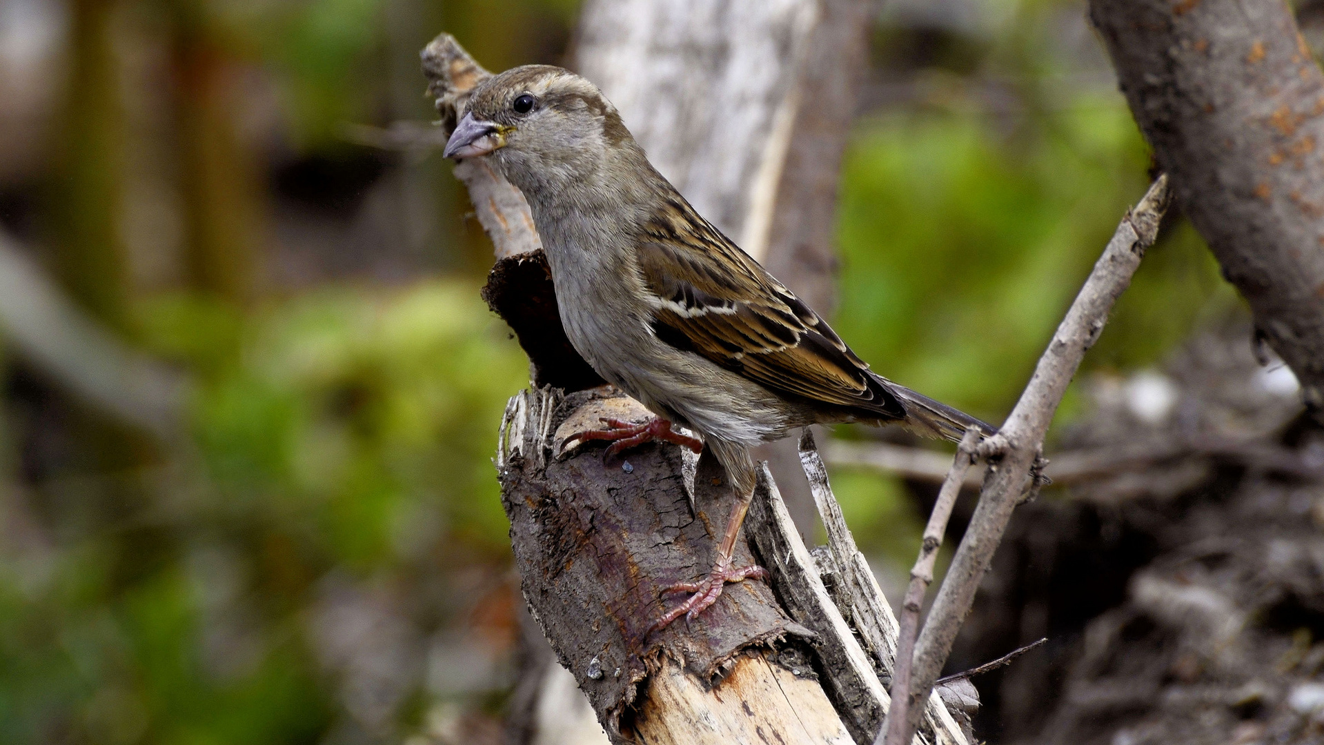 Neugierig? Foto & Bild | tiere, wildlife, wild lebende vögel Bilder auf ...