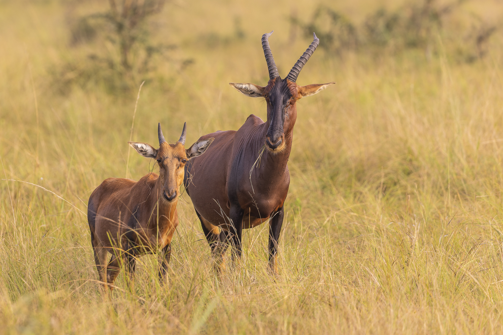 Neugierig.... Foto & Bild | world, natur, afrika Bilder auf fotocommunity